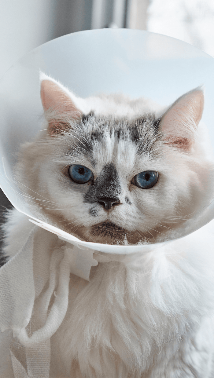 Cat Chin Acne Treatment: Microbiome-Friendly Natural Solutions (2025 ...