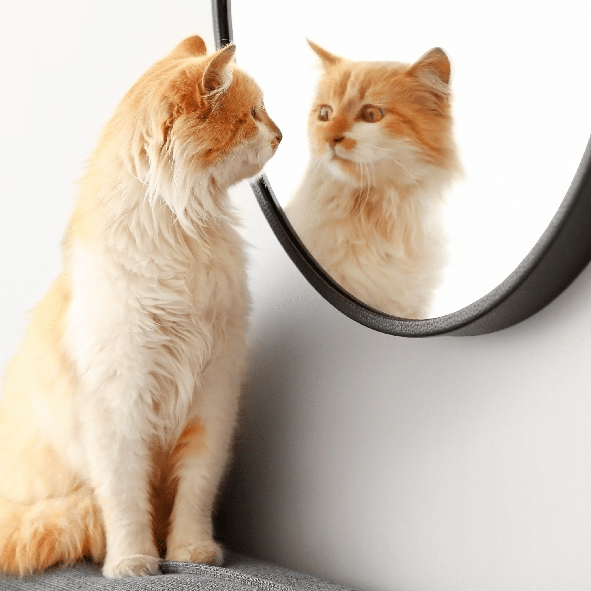 Do Cats Recognize Mirrors? A Deep Dive Into Feline Reflection Awarenes ...