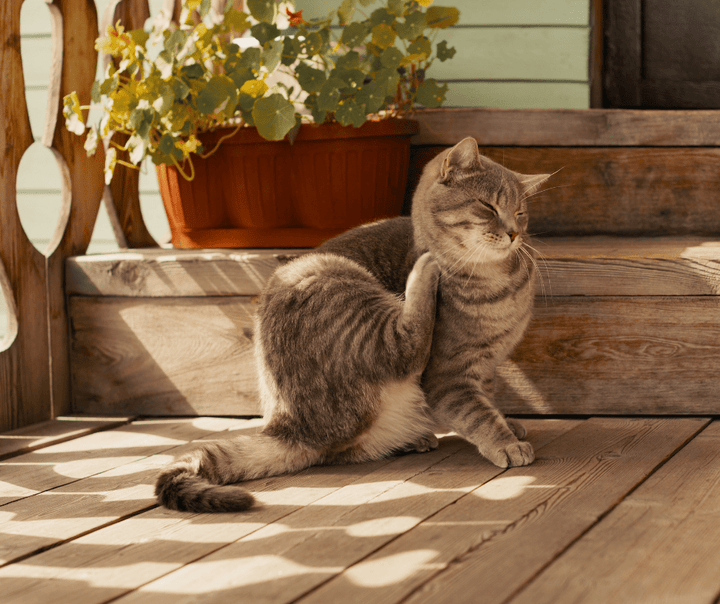 What Are The Strongest Flea Treatments Vets Prescribe – FurBabies ...