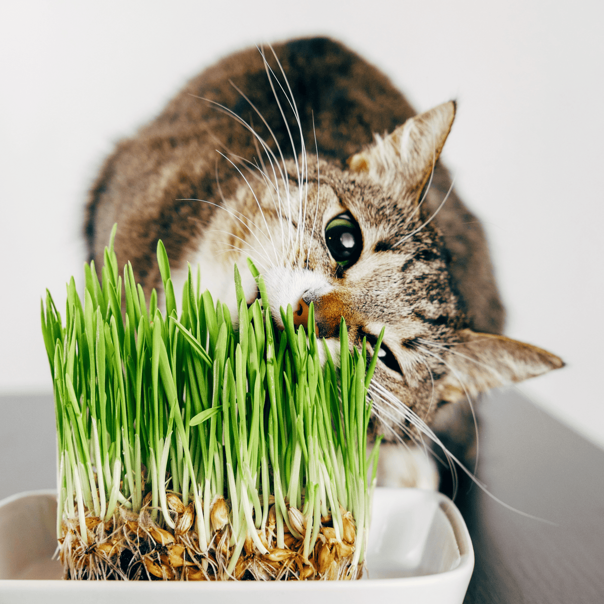 What is Catnip? The Ultimate Guide for Pet Parents – FurBabies™ Botanicals