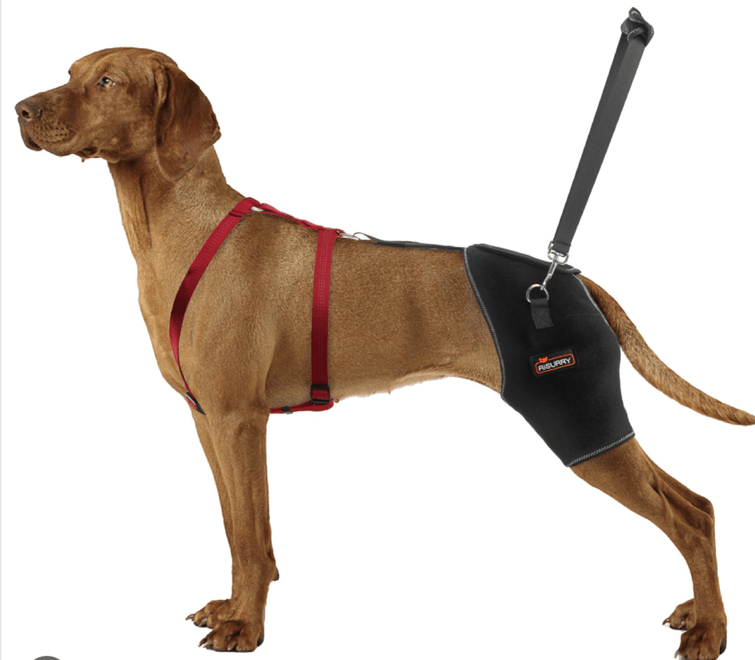 Cytopoint Injection For Dogs UK - A Comprehensive Guide – FurBabies ...